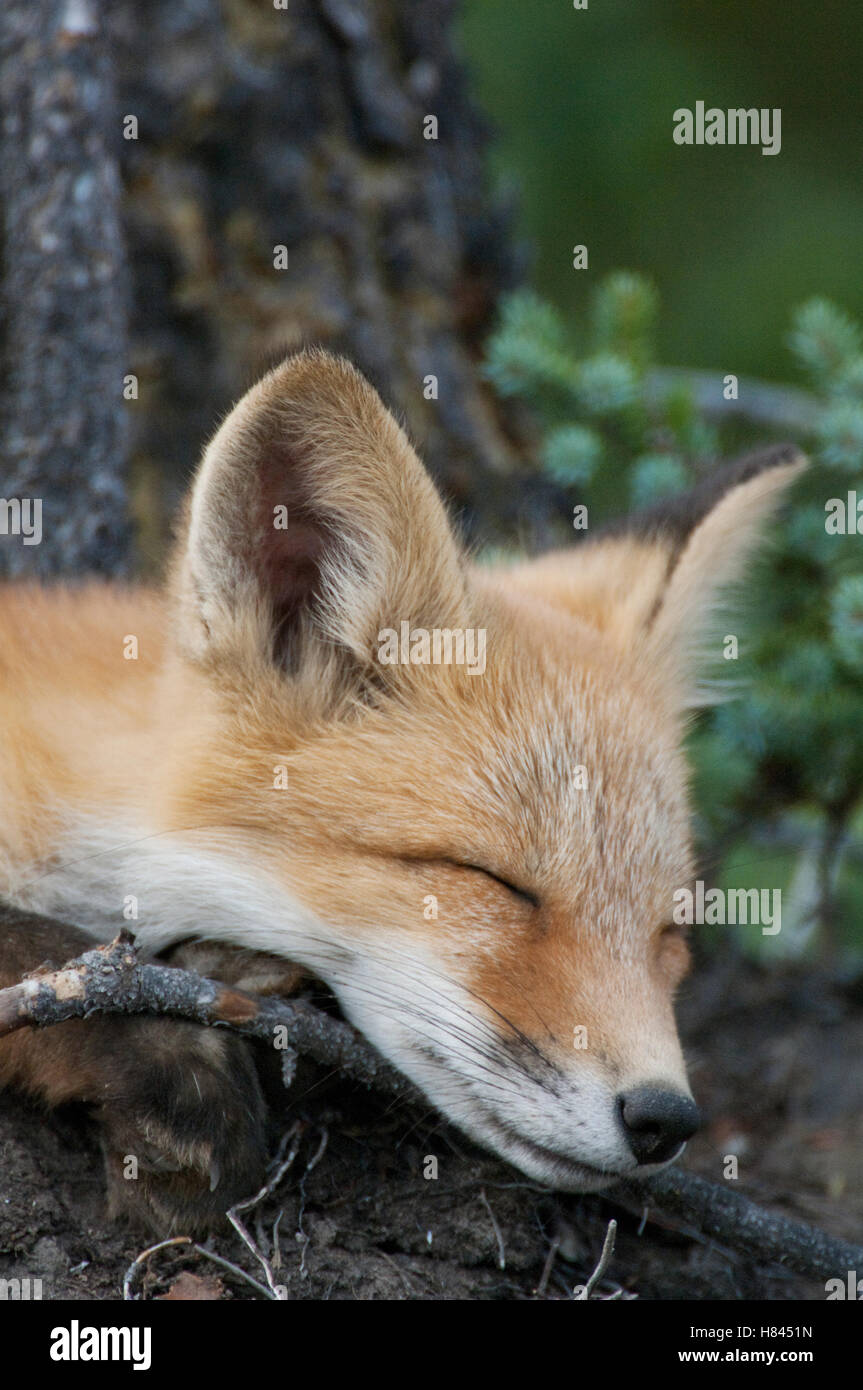Red Fox (Vulpes vulpes) pup sleeping, Alaska Stock Photo - Alamy
