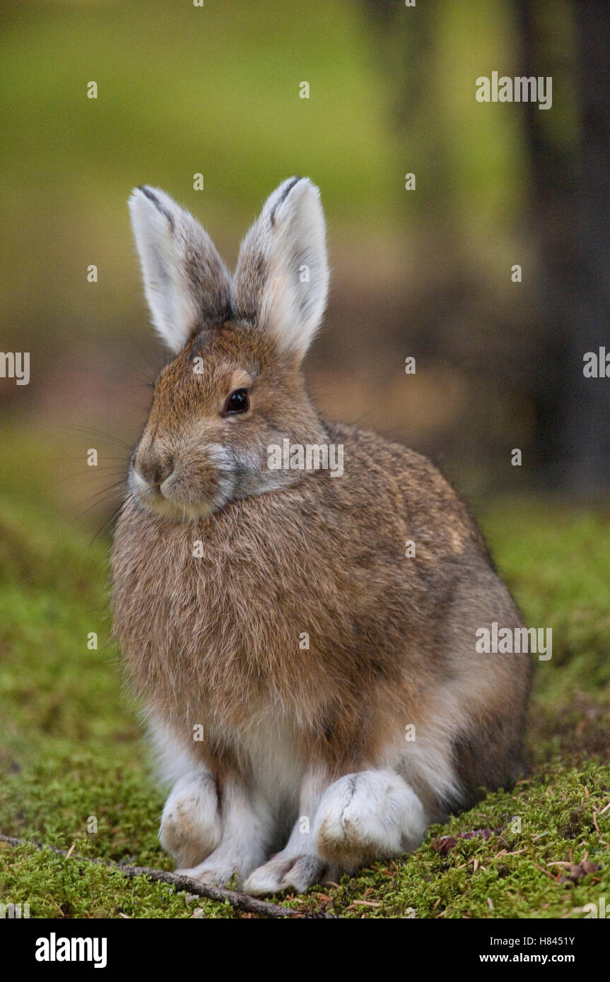 Snowshoe Hare (Lepus americanus) coat turning white for winter, Alaska ...