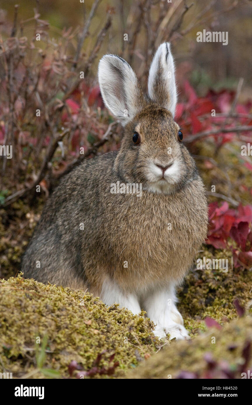 Snowshoe Hare (Lepus americanus) coat turning white for winter, Alaska ...