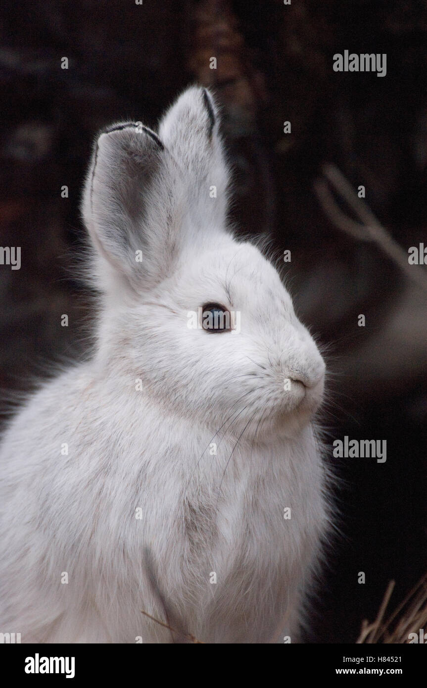 Snowshoe Hare (Lepus americanus) in winter coat, Alaska Stock Photo - Alamy