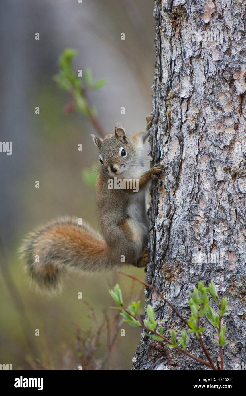 Red Squirrel (Tamiasciurus hudsonicus) climbing tree, Alaska Stock ...
