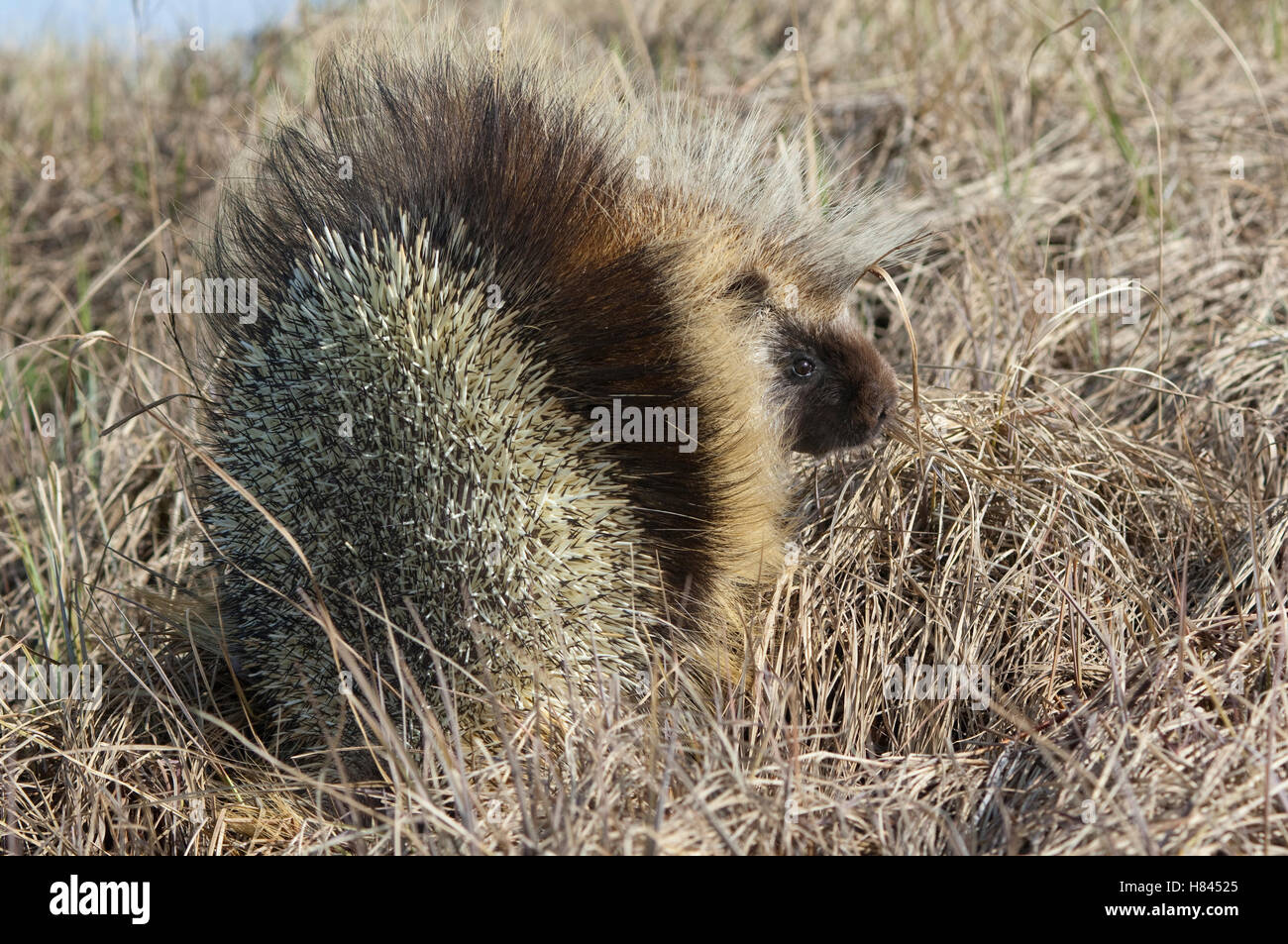 Common Porcupine (Erethizon dorsatum) in defensive posture with quills ...