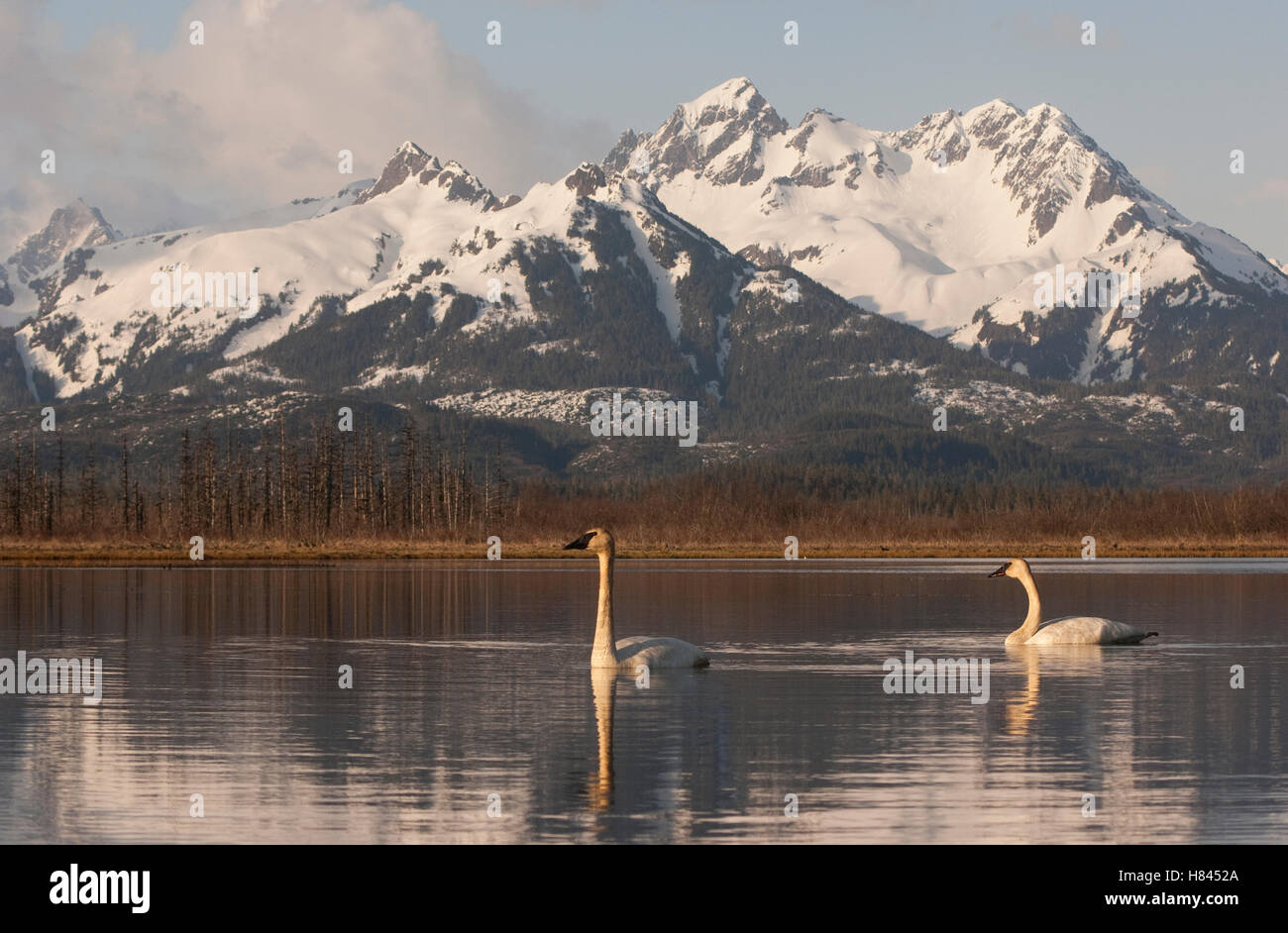 Trumpeter Swan (Cygnus buccinator) pair in lake, Copper River Delta ...
