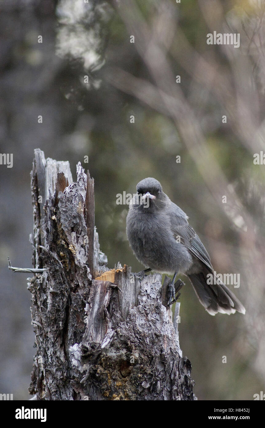 Canada Jay (Perisoreus canadensis) juvenile, Alaska Stock Photo - Alamy