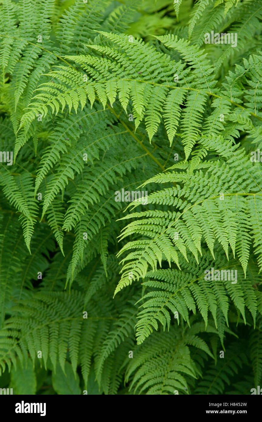 Broad Buckler-fern (Dryopteris dilatata) fronds, Alaska Stock Photo - Alamy