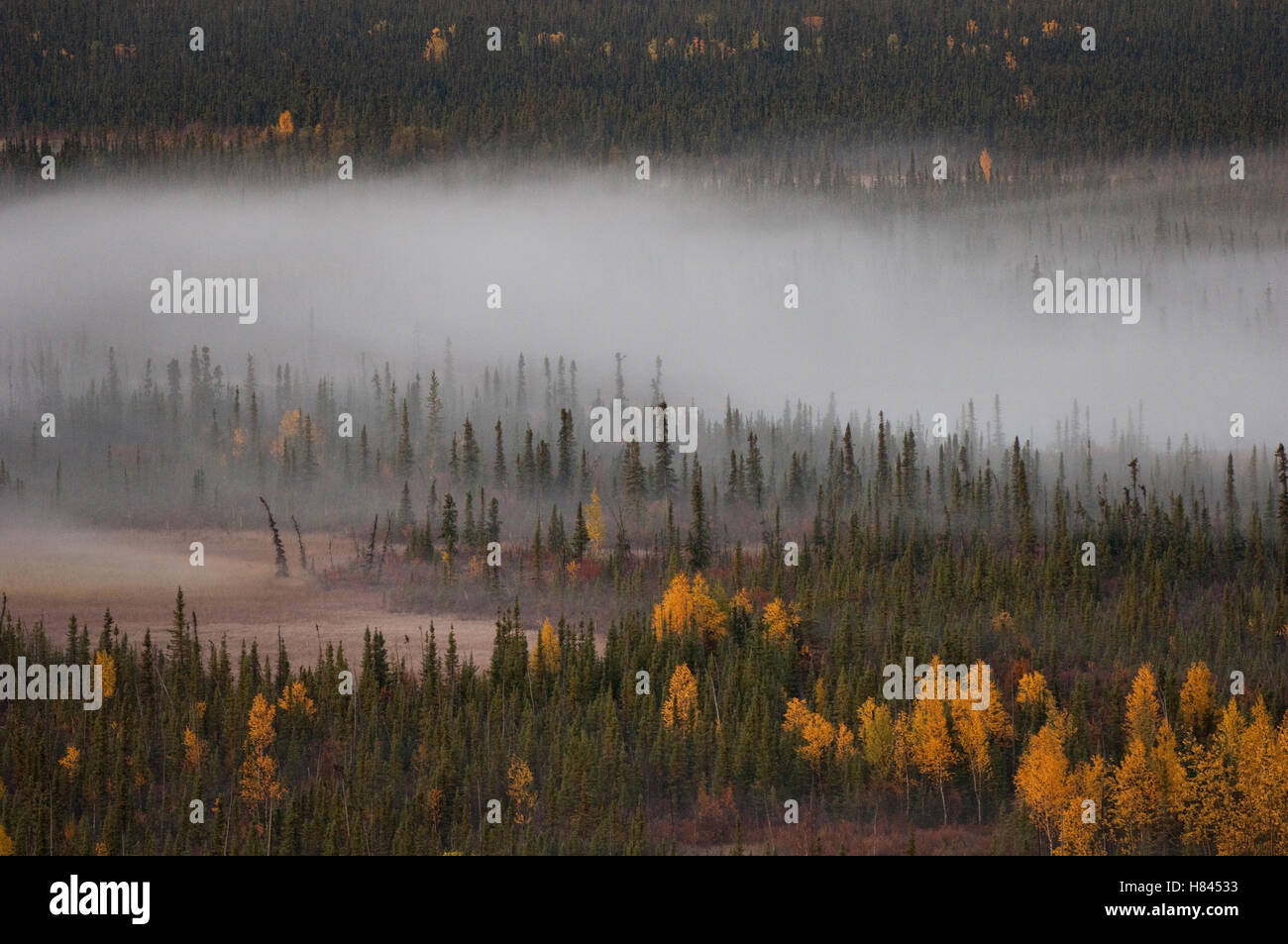 Mist over boreal forest, Slana River, Alaska Stock Photo - Alamy
