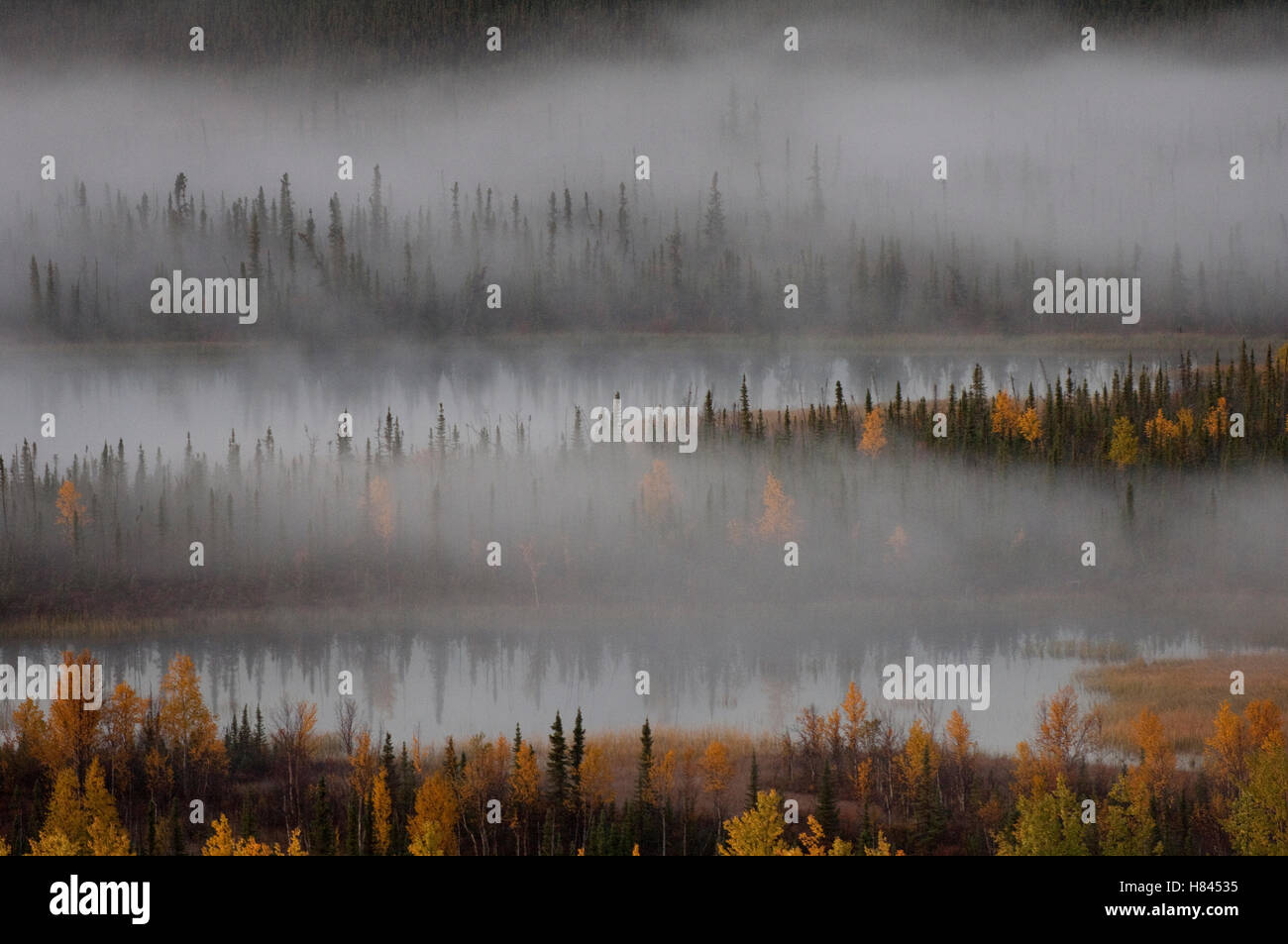 Mist over boreal forest, Slana River, Alaska Stock Photo - Alamy
