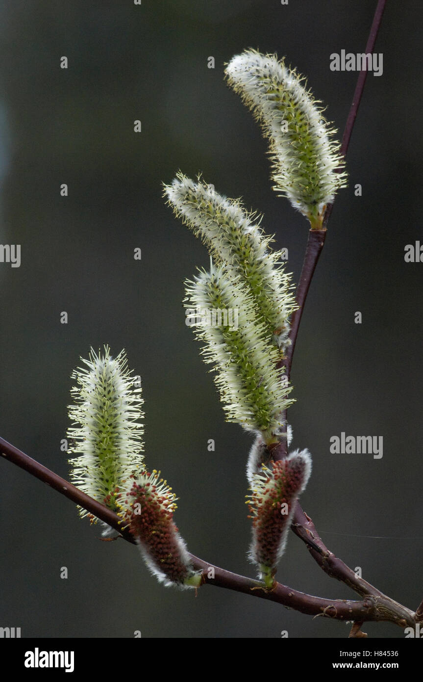 Willow (Salix sp) catkins, Wrangell-St. Elias National Park, Alaska ...