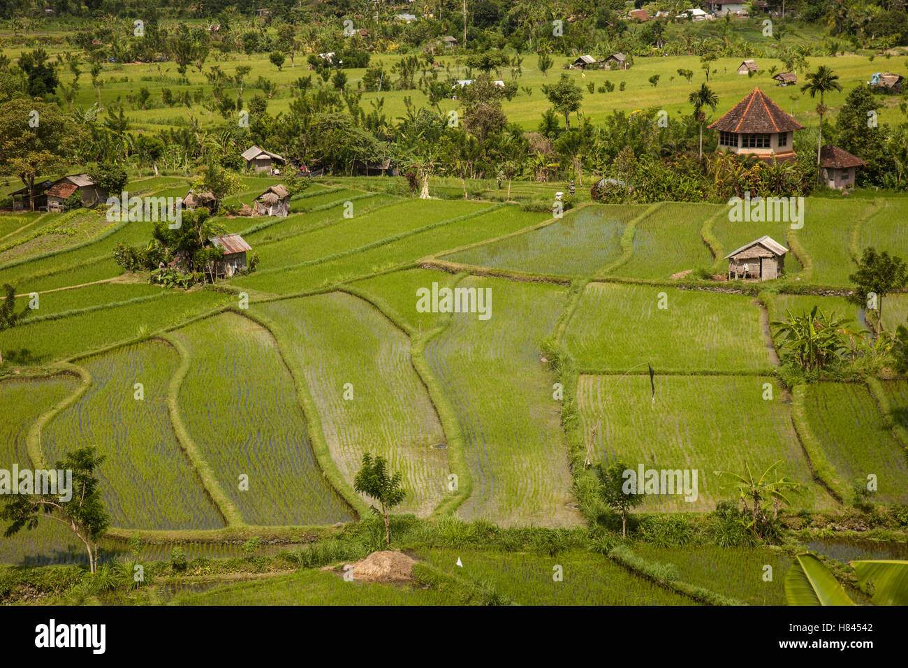 Rice (Oryza sativa) paddy fields, Bali, Indonesia Stock Photo - Alamy