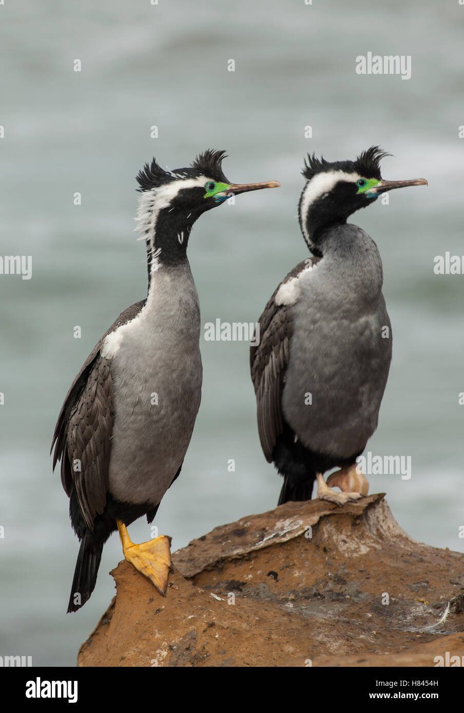 Spotted Shag (Phalacrocorax punctatus) pair, Shag Point, Otago, South ...