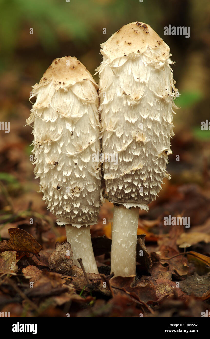 Shaggy Ink Cap (Coprinus comatus) mushrooms, Netherlands Stock Photo ...