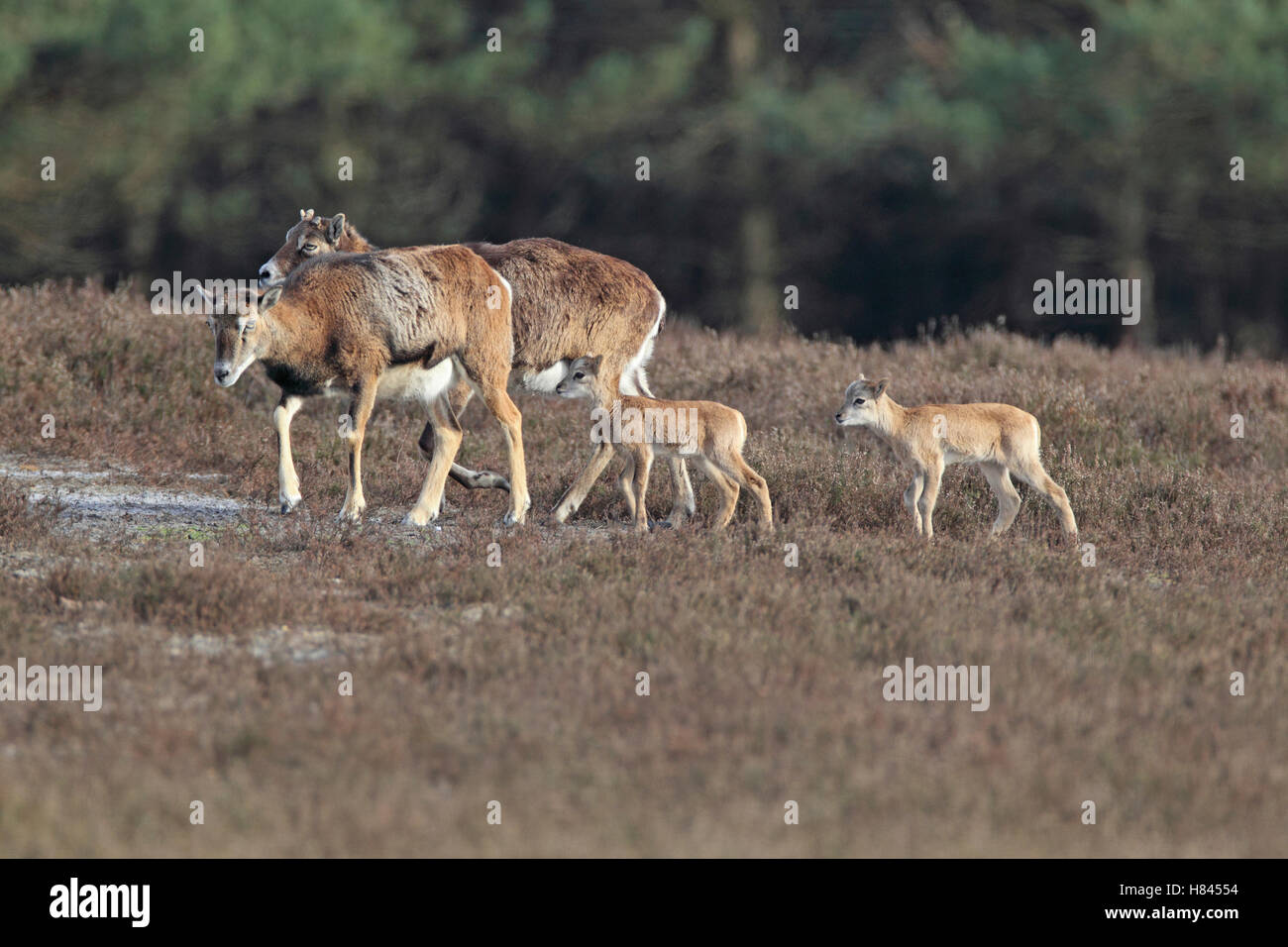 Mouflon (Ovis orientalis) lambs following mothers, Netherlands Stock ...
