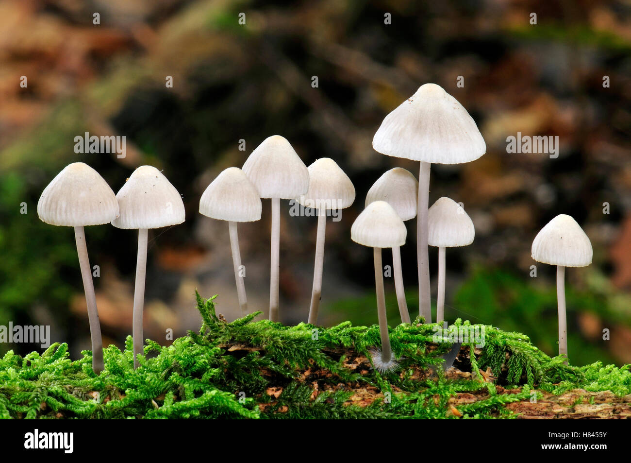 Common Bonnet (Mycena galericulata) mushrooms, Netherlands Stock Photo ...