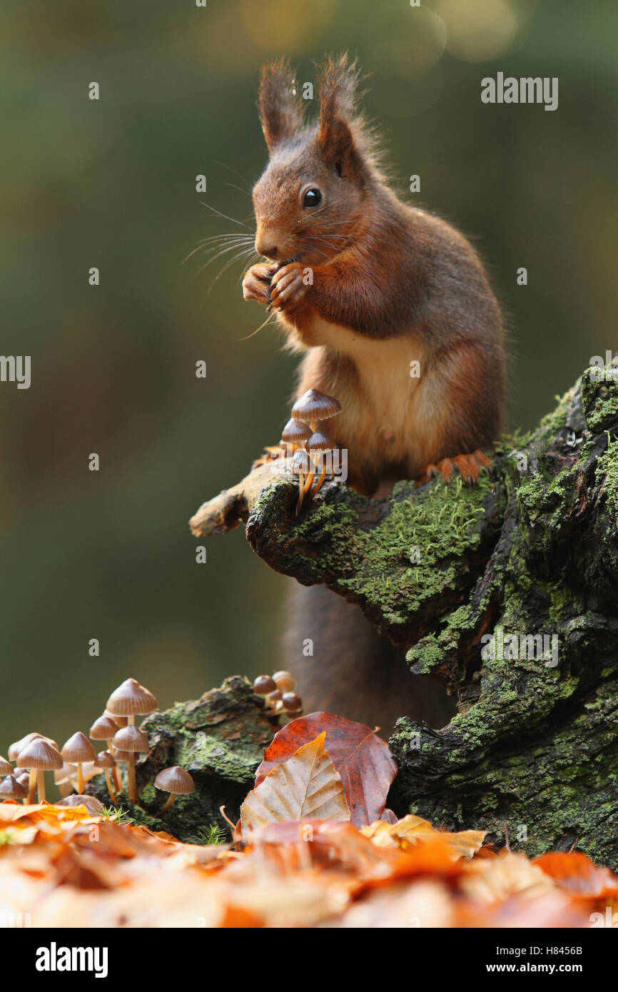 Eurasian Red Squirrel (Sciurus vulgaris) feeding on mushrooms ...