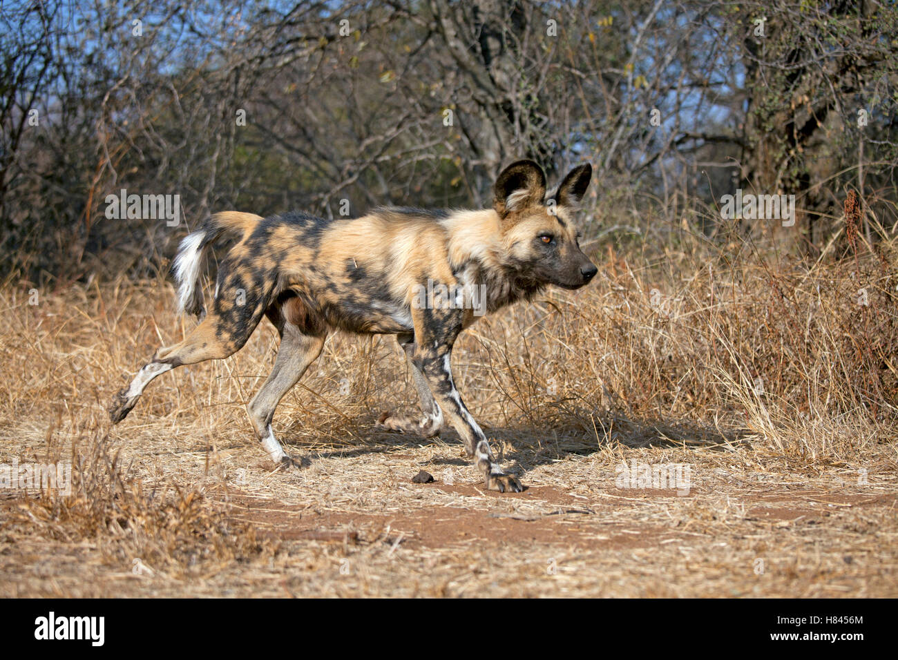 African Wild Dog (Lycaon pictus) running, South Africa Stock Photo - Alamy