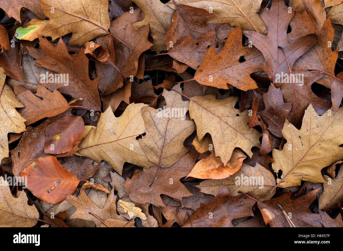 Oak (Quercus sp) leaves in autumn, Netherlands Stock Photo - Alamy