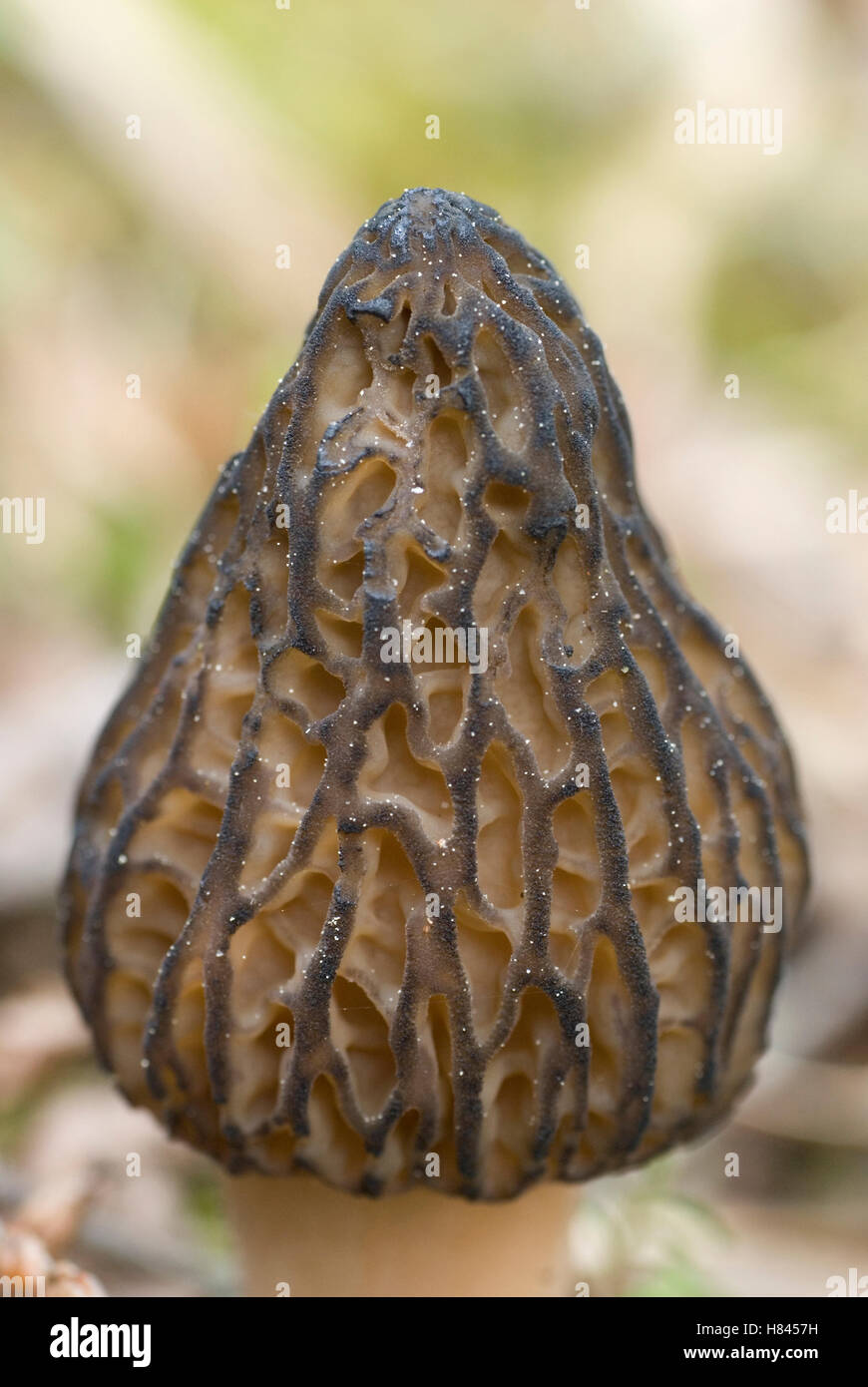Half-free Morel (Morchella semilibera) mushroom, Canada Stock Photo - Alamy