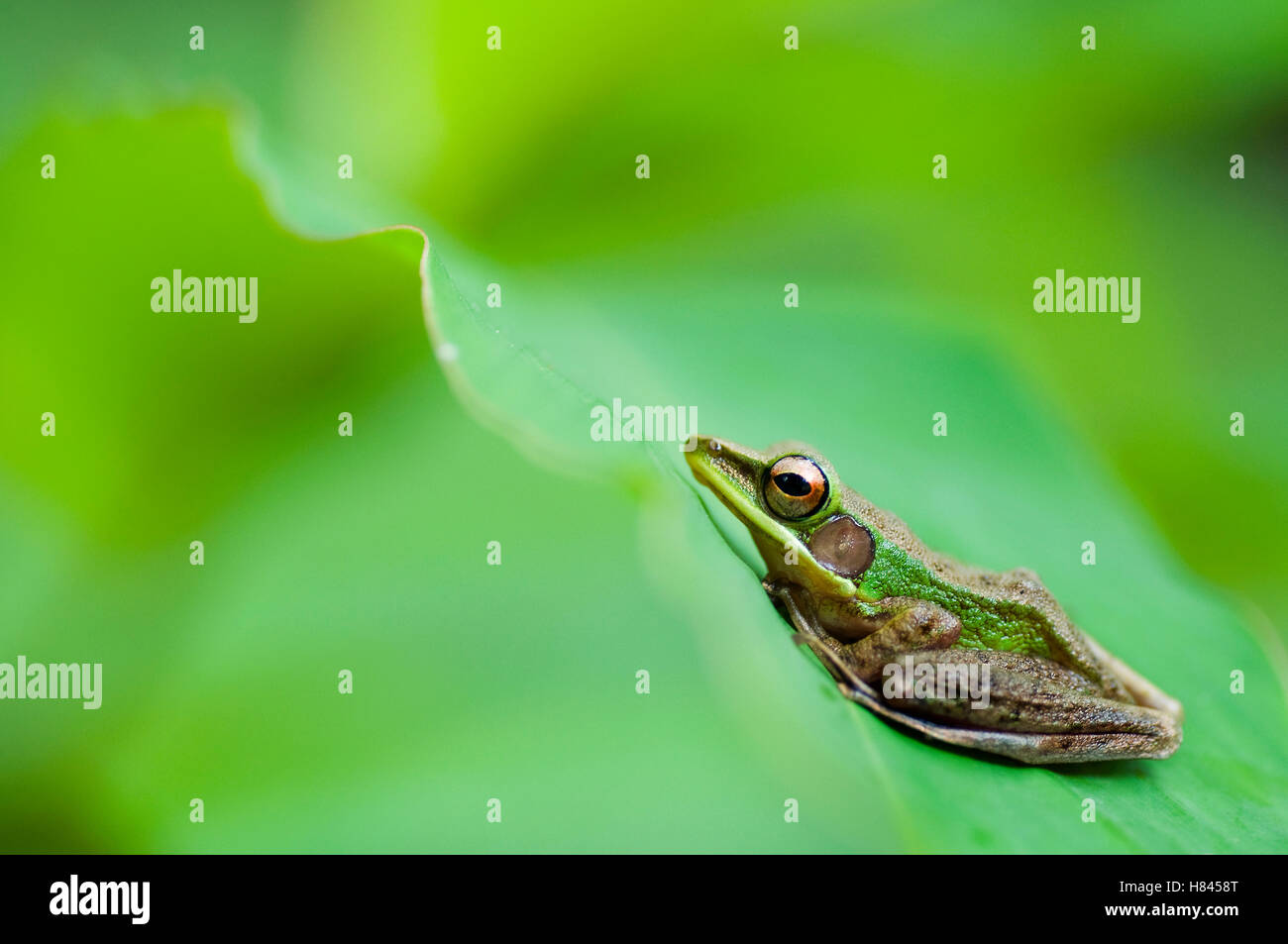 Schlegel's Java Frog (Hydrophylax chalconotus), Sarawak, Borneo ...