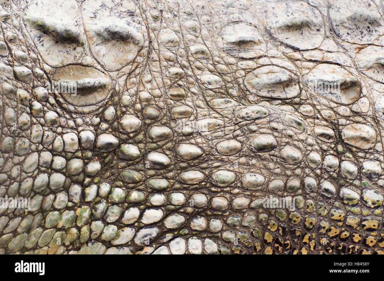Saltwater Crocodile (Crocodylus porosus) skin, Sarawak, Borneo ...