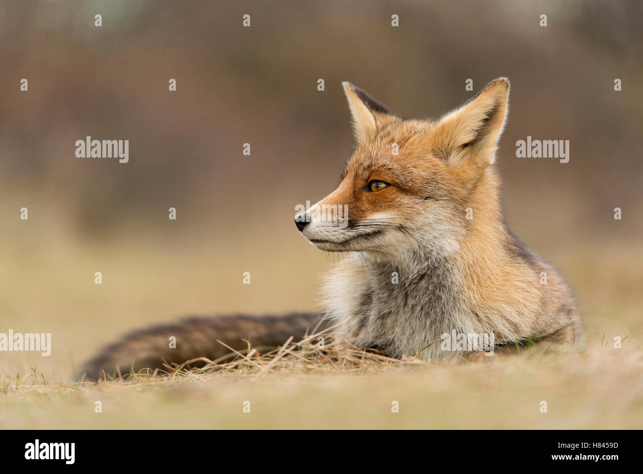 Red Fox (Vulpes vulpes), Netherlands Stock Photo - Alamy