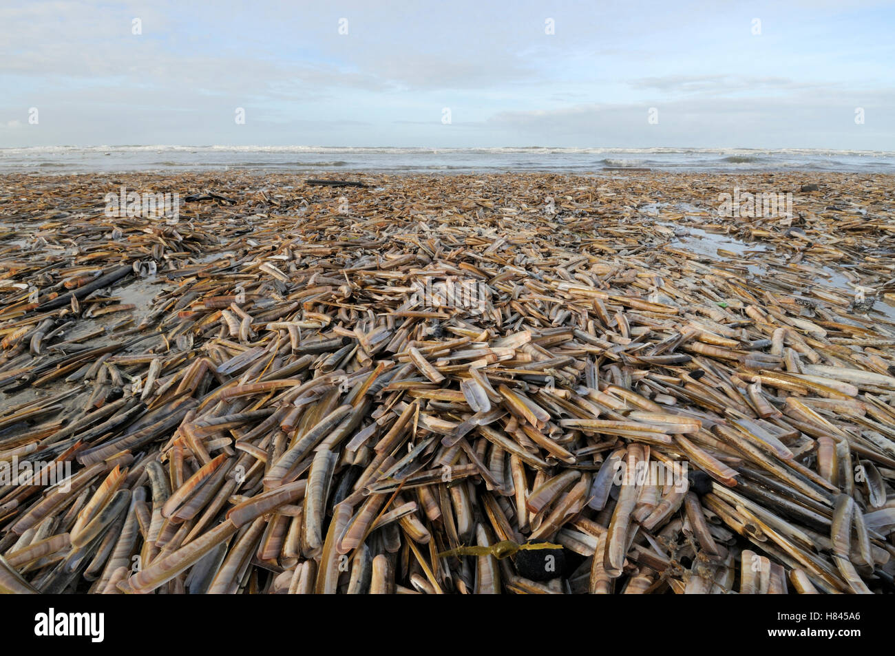 Atlantic Jackknife Clam (Ensis directus) shells washed up on beach ...