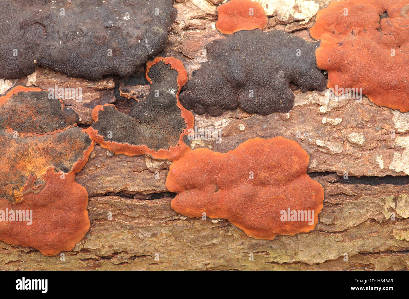 Fungus (Hypoxylon multiforme) young mushroom, Netherlands Stock Photo ...