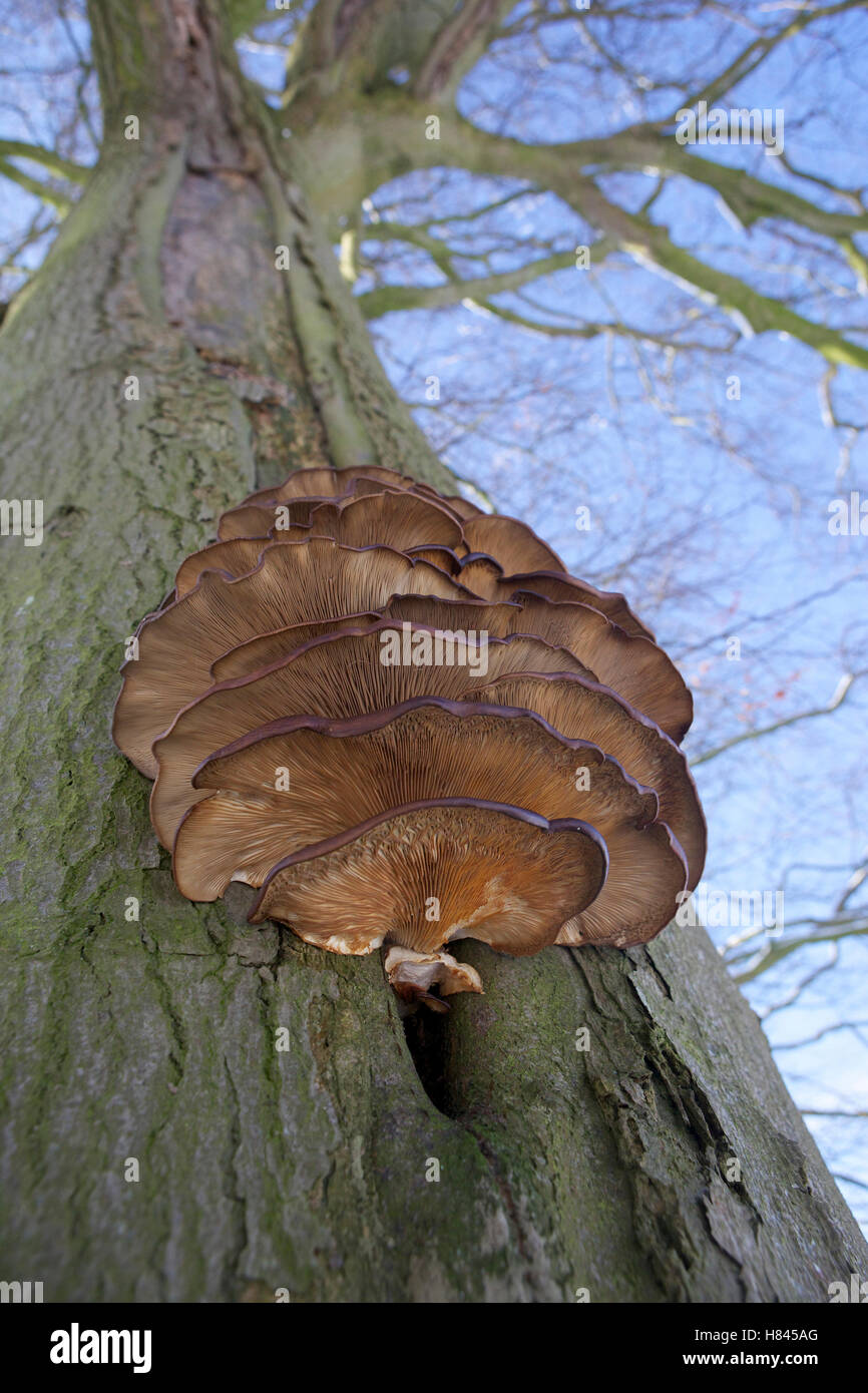 Oyster Mushroom (Pleurotus ostreatus) on tree, Netherlands Stock Photo - Alamy