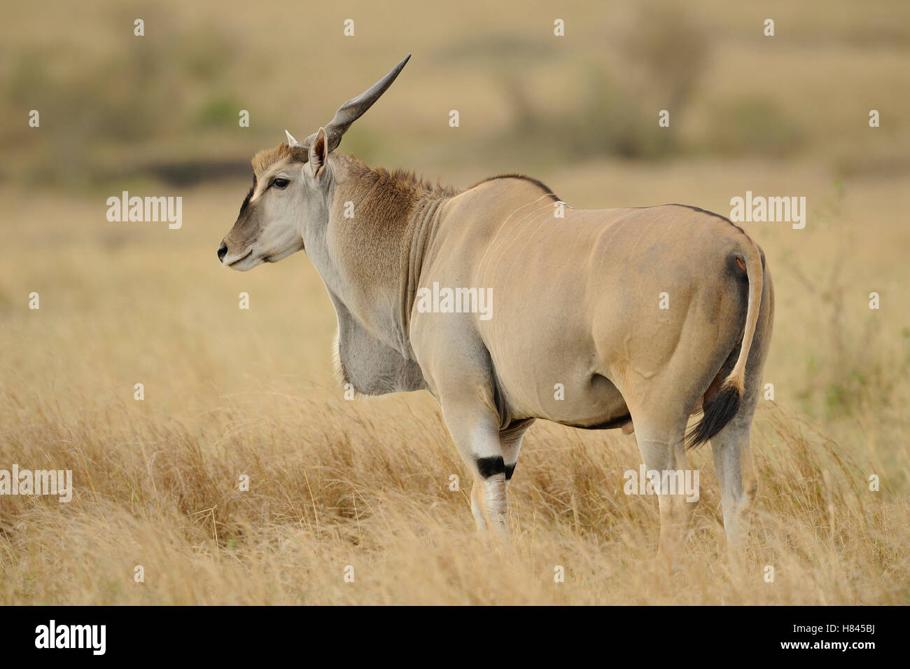 Eland (Taurotragus oryx) male, Kenya Stock Photo - Alamy