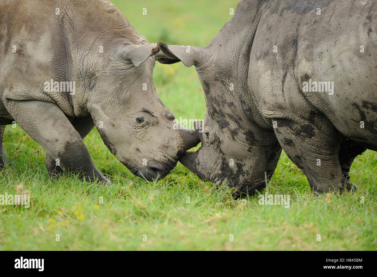 White Rhinoceros (Ceratotherium simum) sub-adults play-fighting, Kenya ...