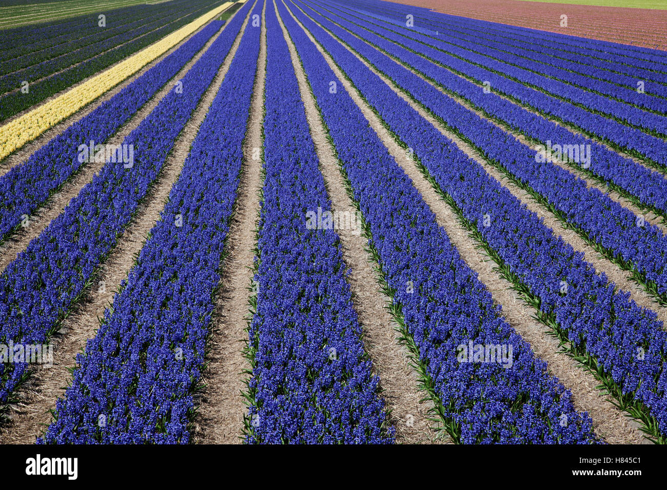 Hyacinth (Hyacinthus sp) field, Netherlands Stock Photo - Alamy