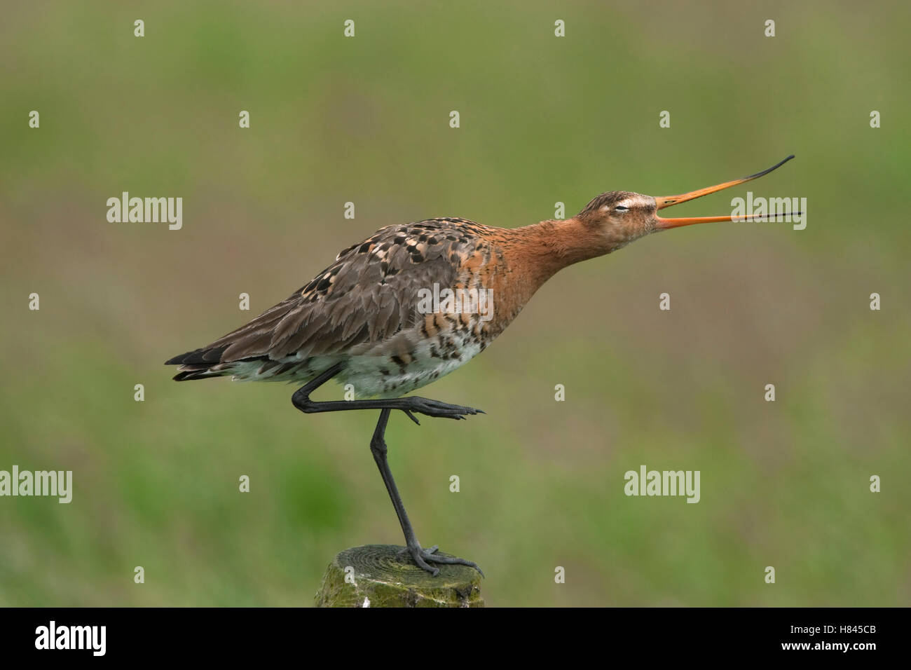 Black-tailed Godwit (Limosa limosa) calling, Netherlands Stock Photo ...