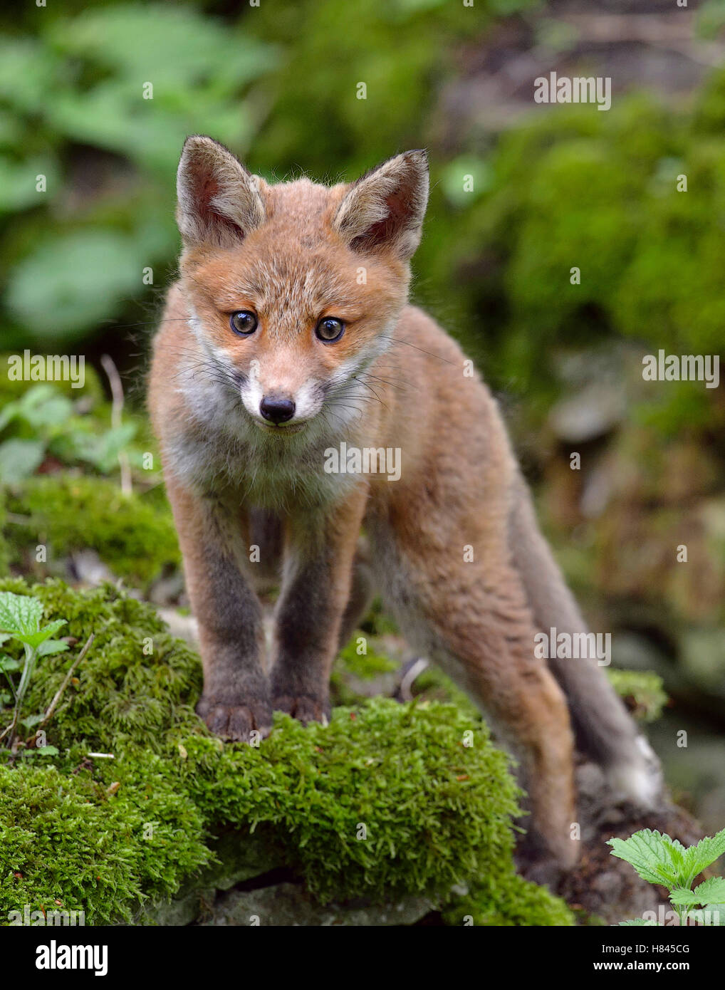 Red Fox (Vulpes vulpes) pup, Belgium Stock Photo - Alamy