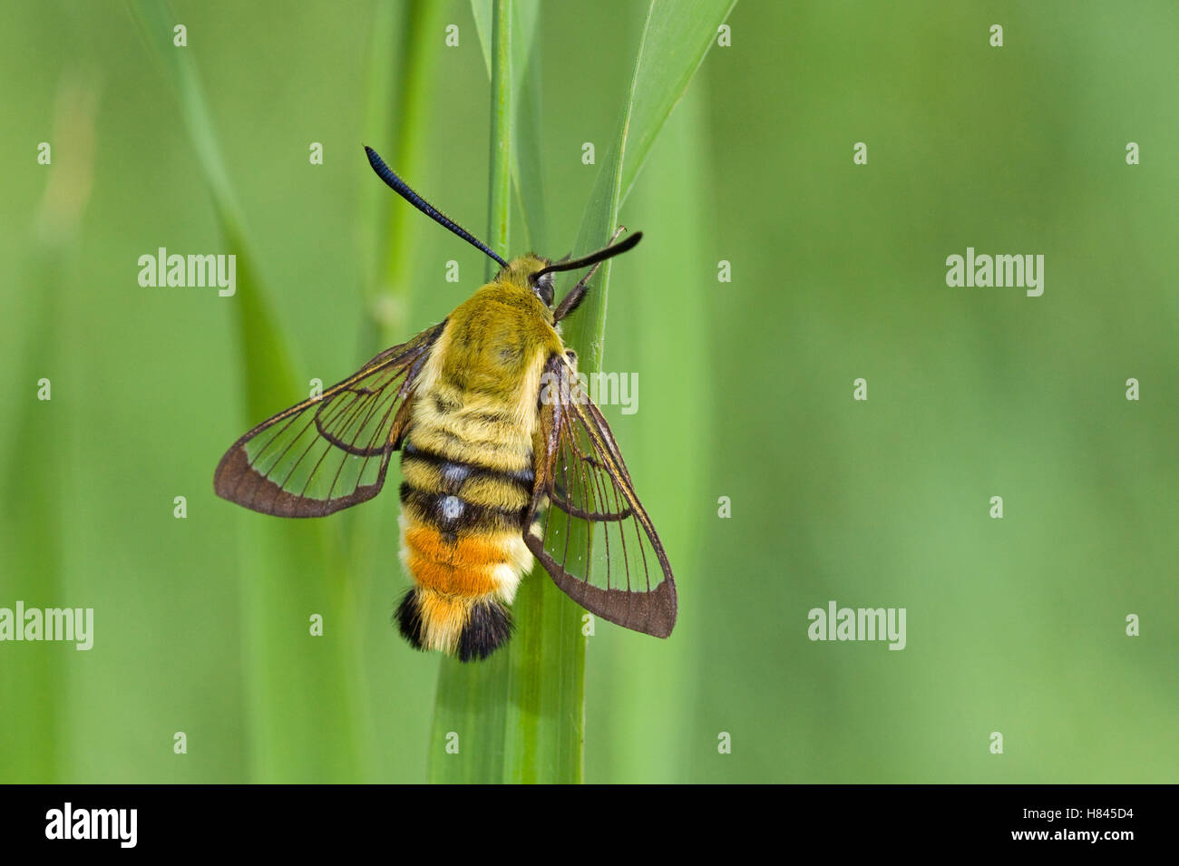 Narrow-bordered Bee Hawkmoth (Hemaris tityus) male mimics bumblebee ...