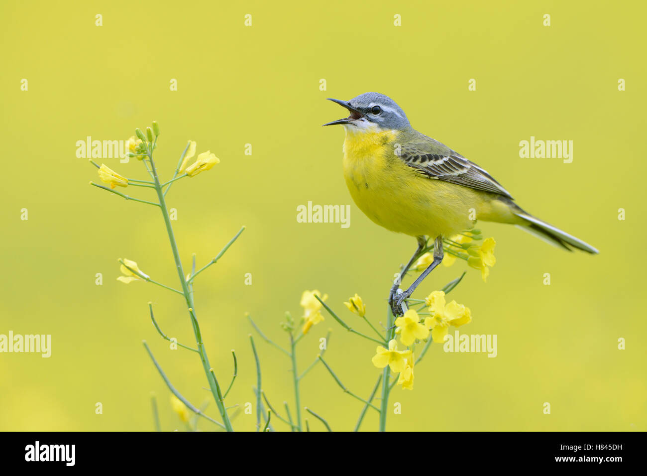 Blue-headed Wagtail (Motacilla flava) singing, Netherlands Stock Photo - Alamy