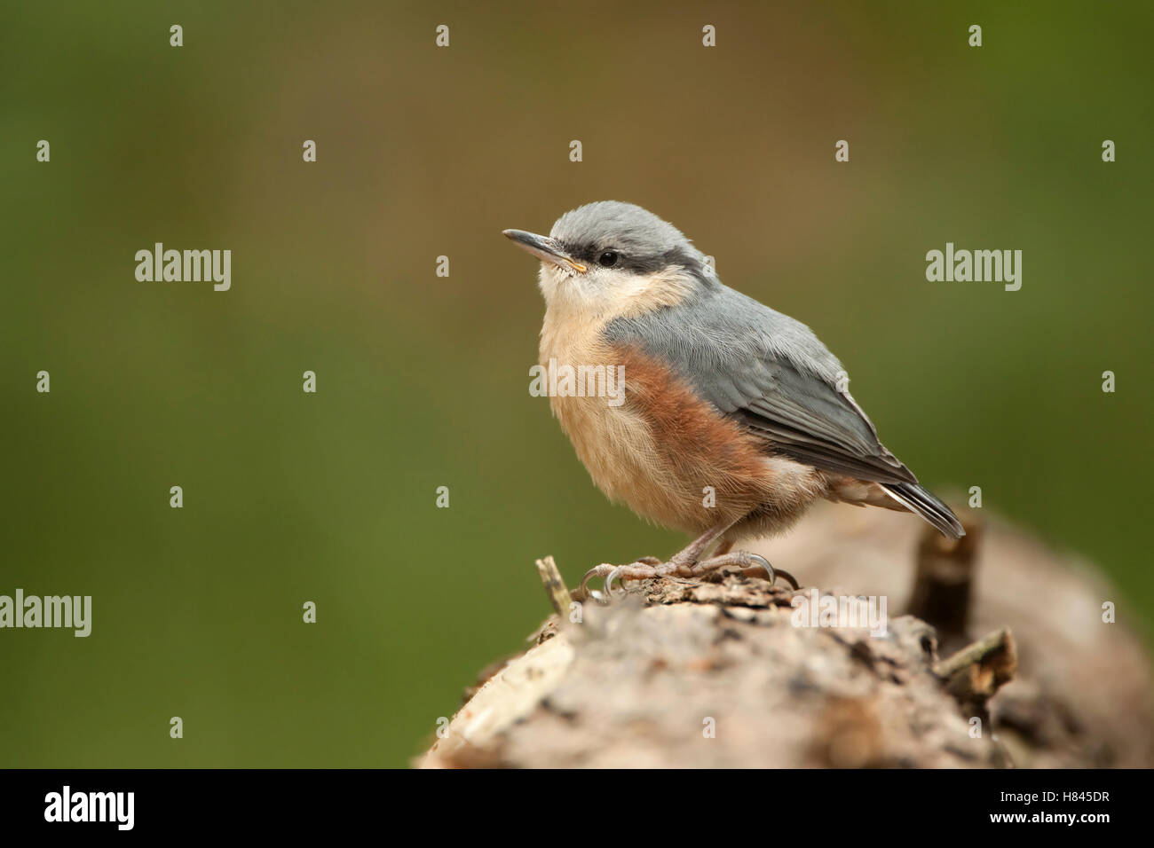 Wood Nuthatch (Sitta europaea) juvenile, Netherlands Stock Photo - Alamy