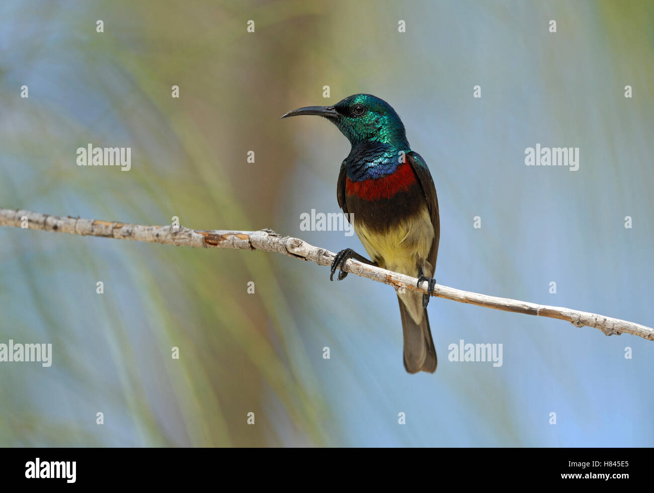Souimanga Sunbird (Nectarinia sovimanga) male, Seychelles Stock Photo ...