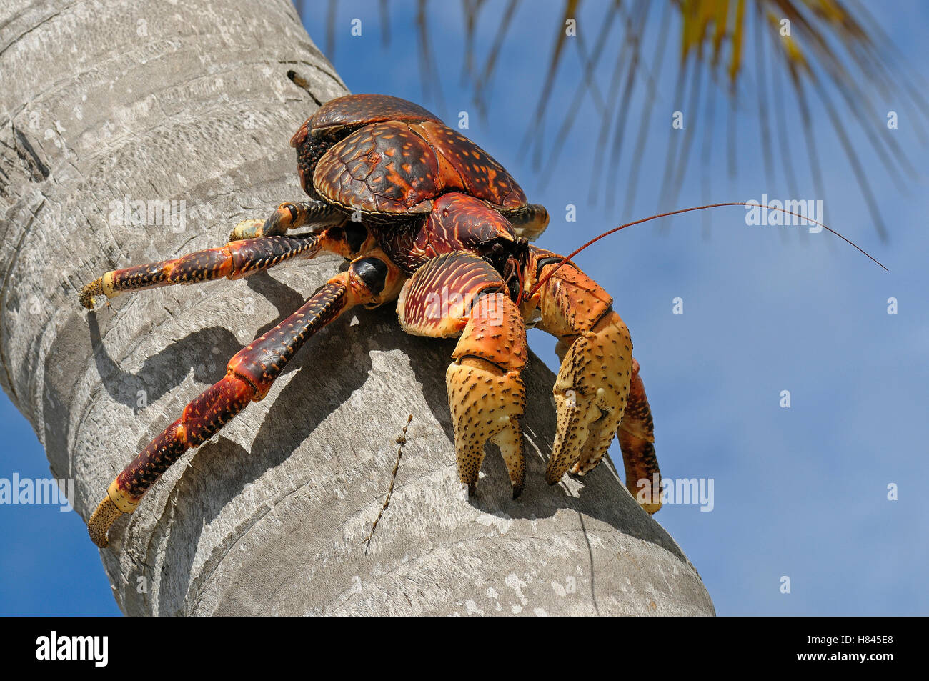 Coconut Crab (Birgus latro) in tree, largest terrestrial invertebrate ...