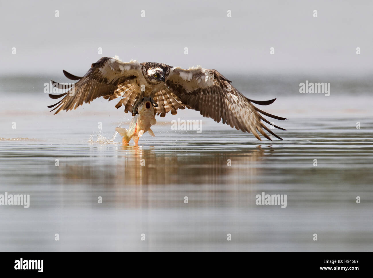 Osprey (Pandion haliaetus) catching fish, Lithuania Stock Photo - Alamy