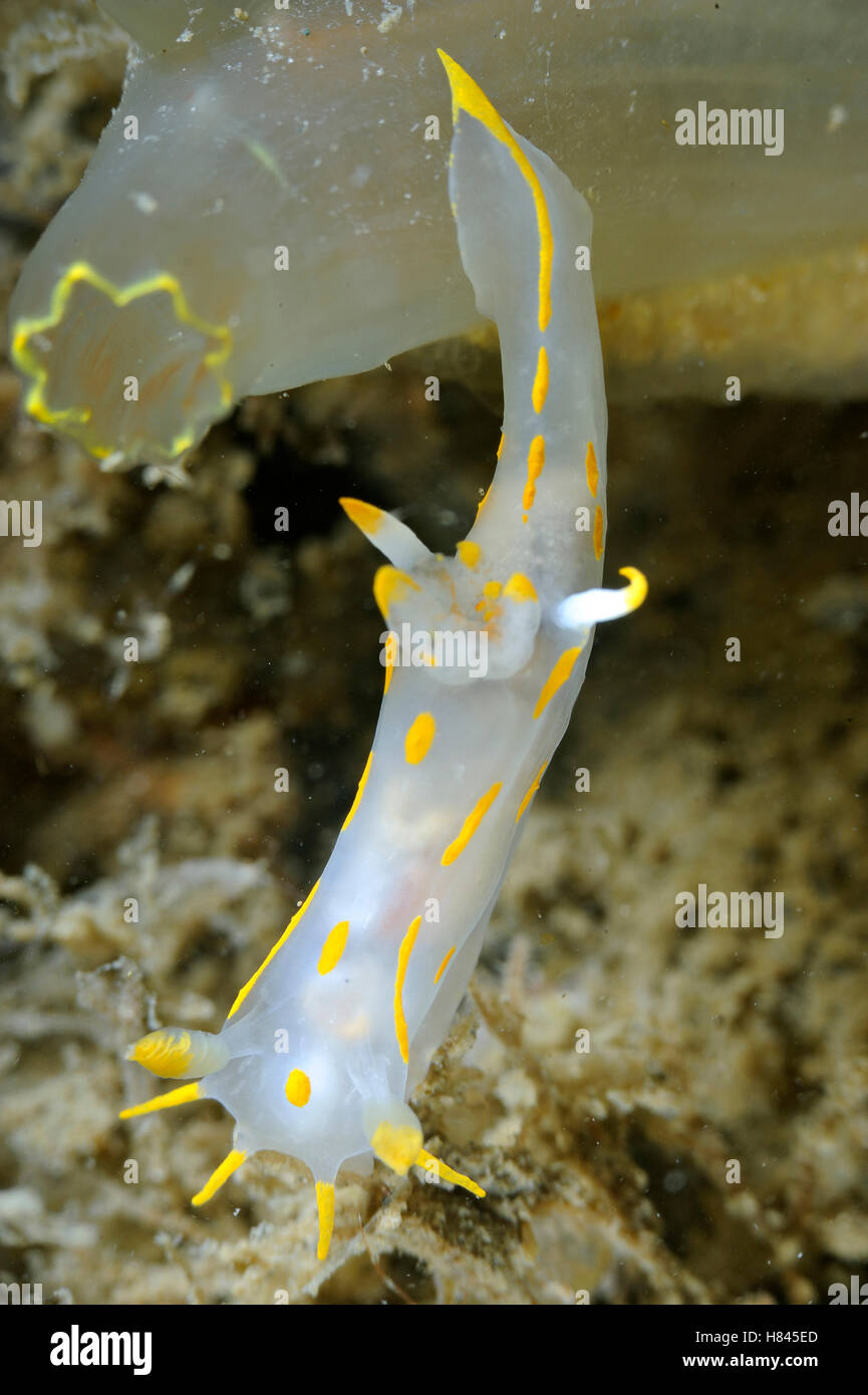 Nudibranch (Polycera quadrilineata), Netherlands Stock Photo - Alamy