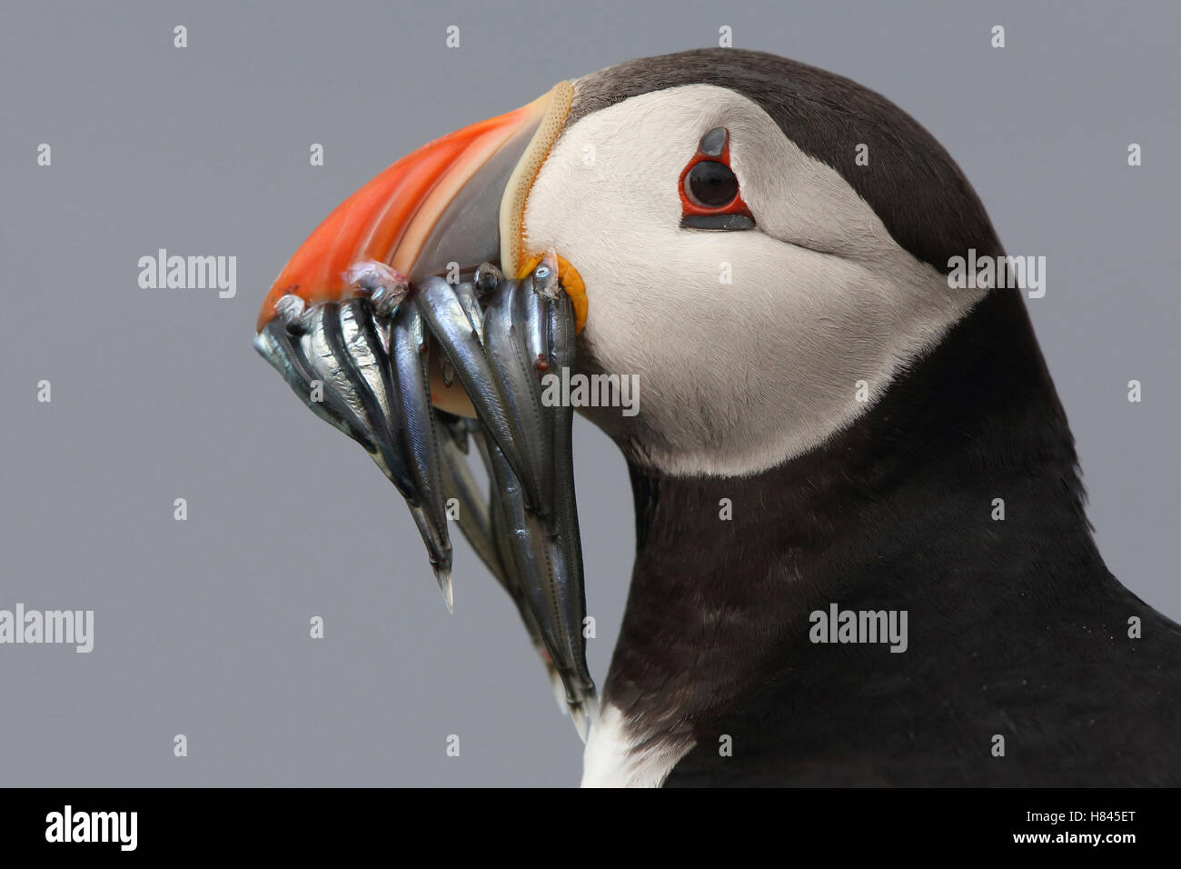 Atlantic Puffin (Fratercula arctica) carrying fish prey, England Stock ...