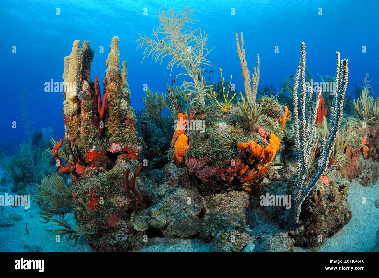 Coral reef, Aruba, West Indies, Caribbean Stock Photo - Alamy