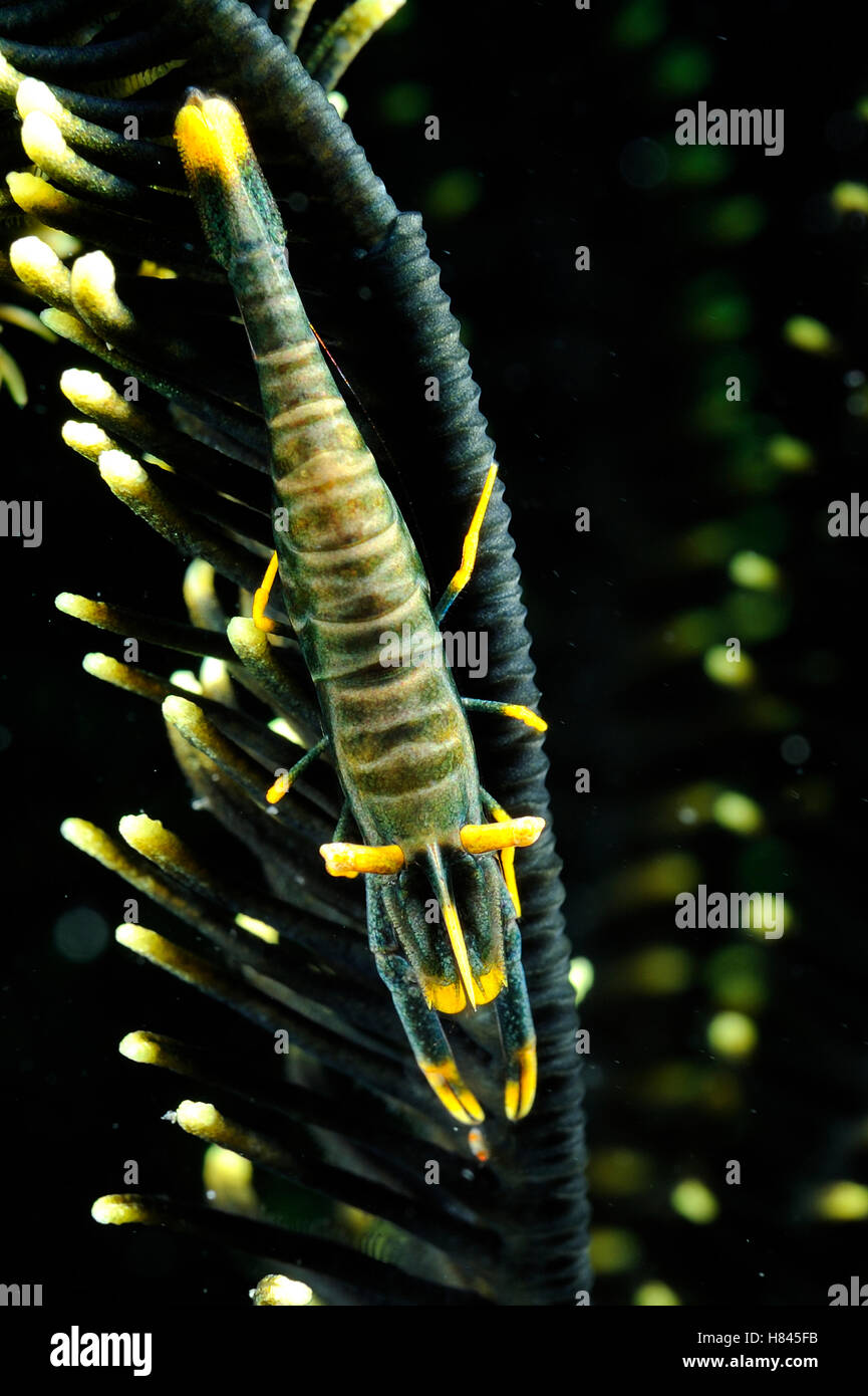 Palaemonid Shrimp (Laomenes amboinensis) camouflaged on crinoid ...