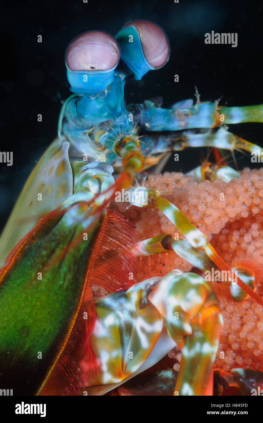 Squillid Mantis Shrimp (Rissoides desmaresti) with eggs, Indonesia ...