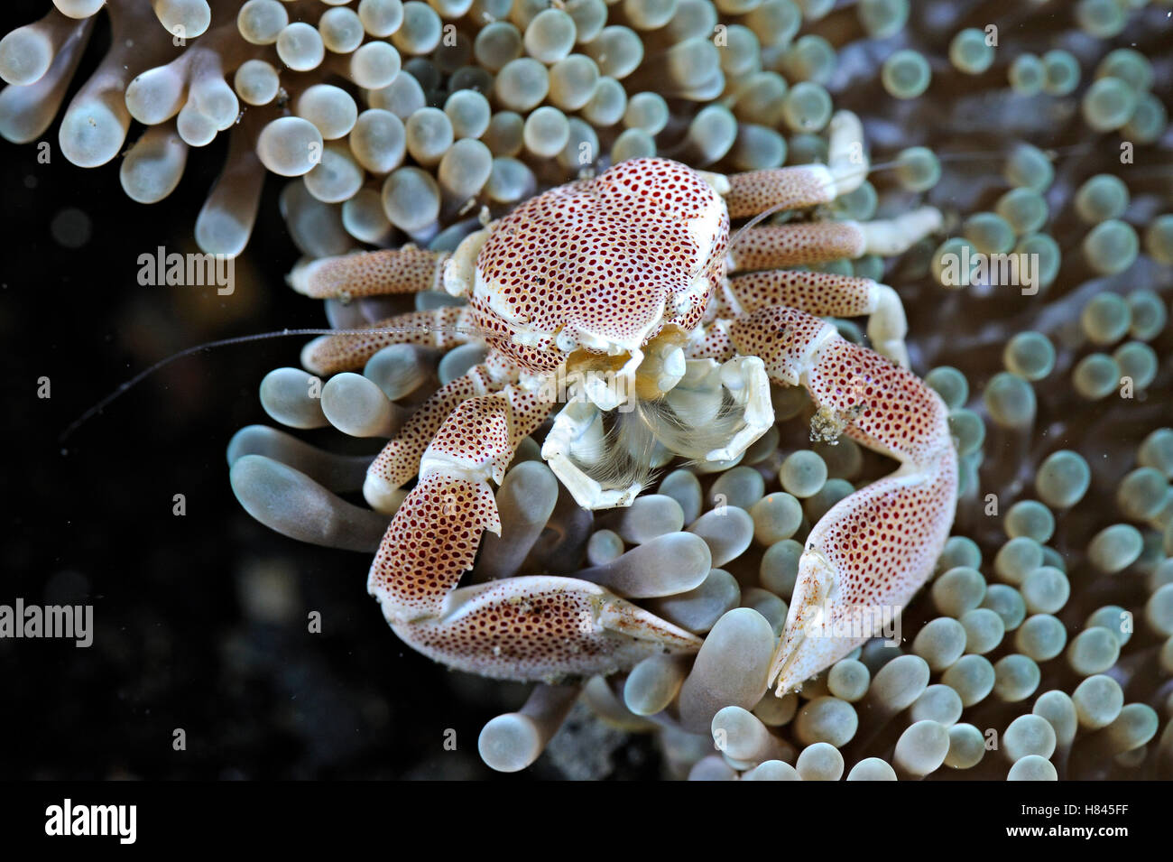 Spotted Anemone Crab (Neopetrolisthes maculatus), Lembeh Strait ...