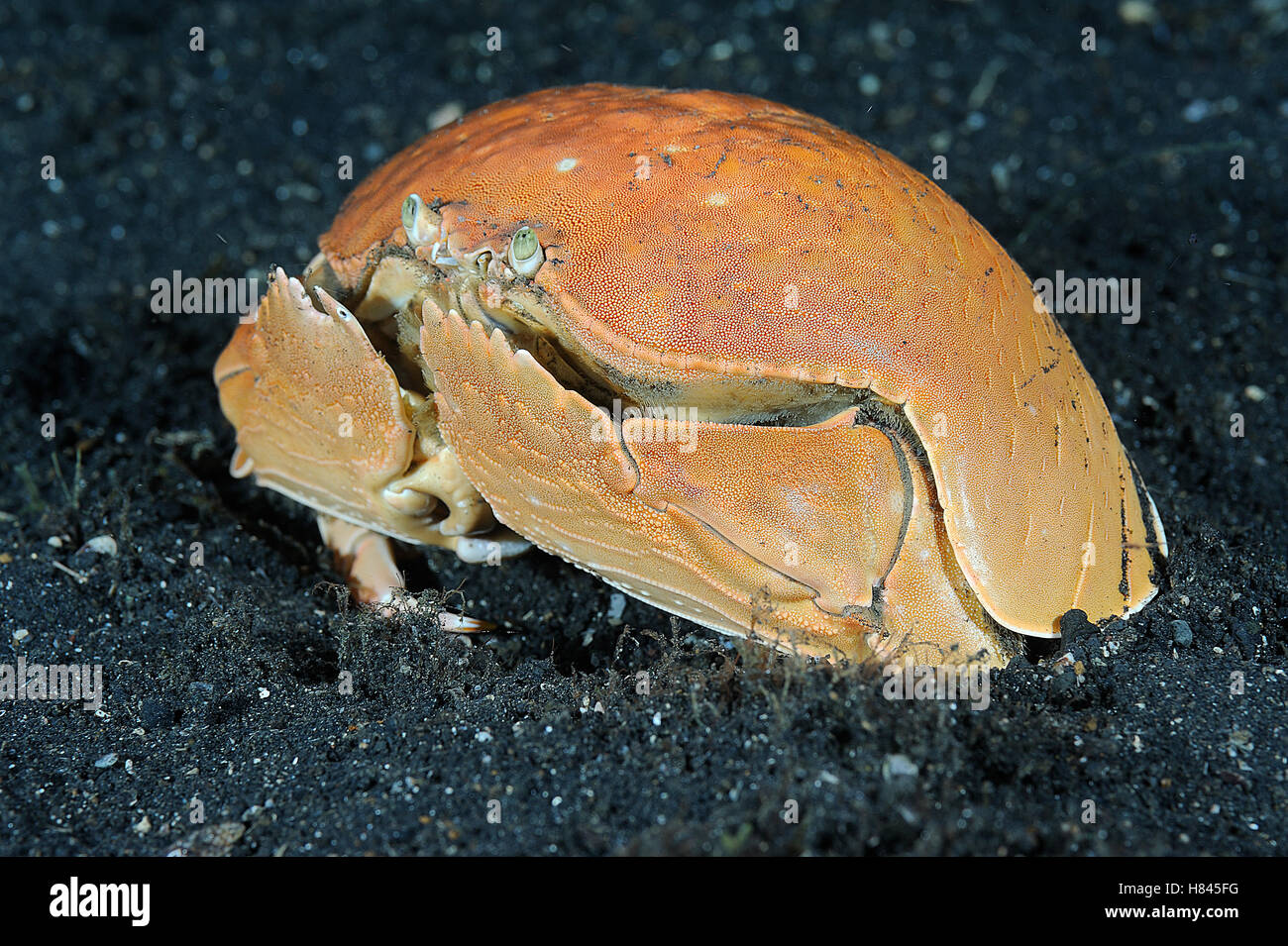 Giant Box Crab (Calappa calappa), Lembeh Strait, Sulawesi, Indonesia ...