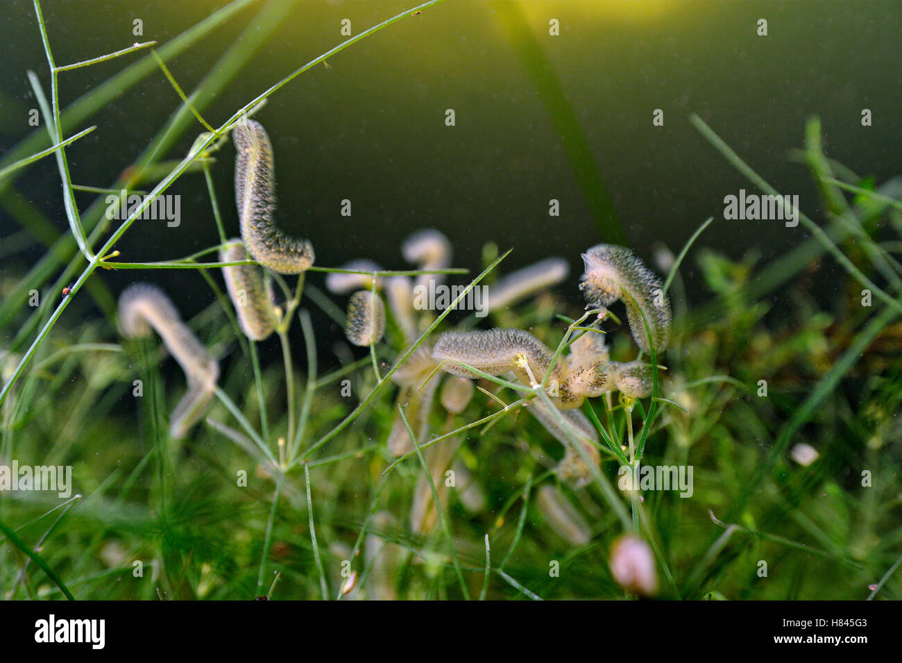 Freshwater Bryozoan (Cristatella mucedo) colony, Netherlands Stock ...