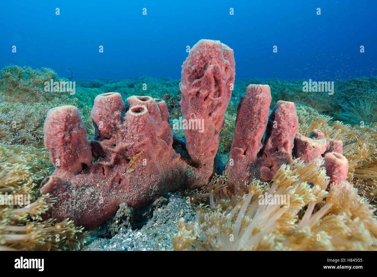 Stove Pipe Sponge (Aplysina archeri), Lembeh Strait, Indonesia Stock ...