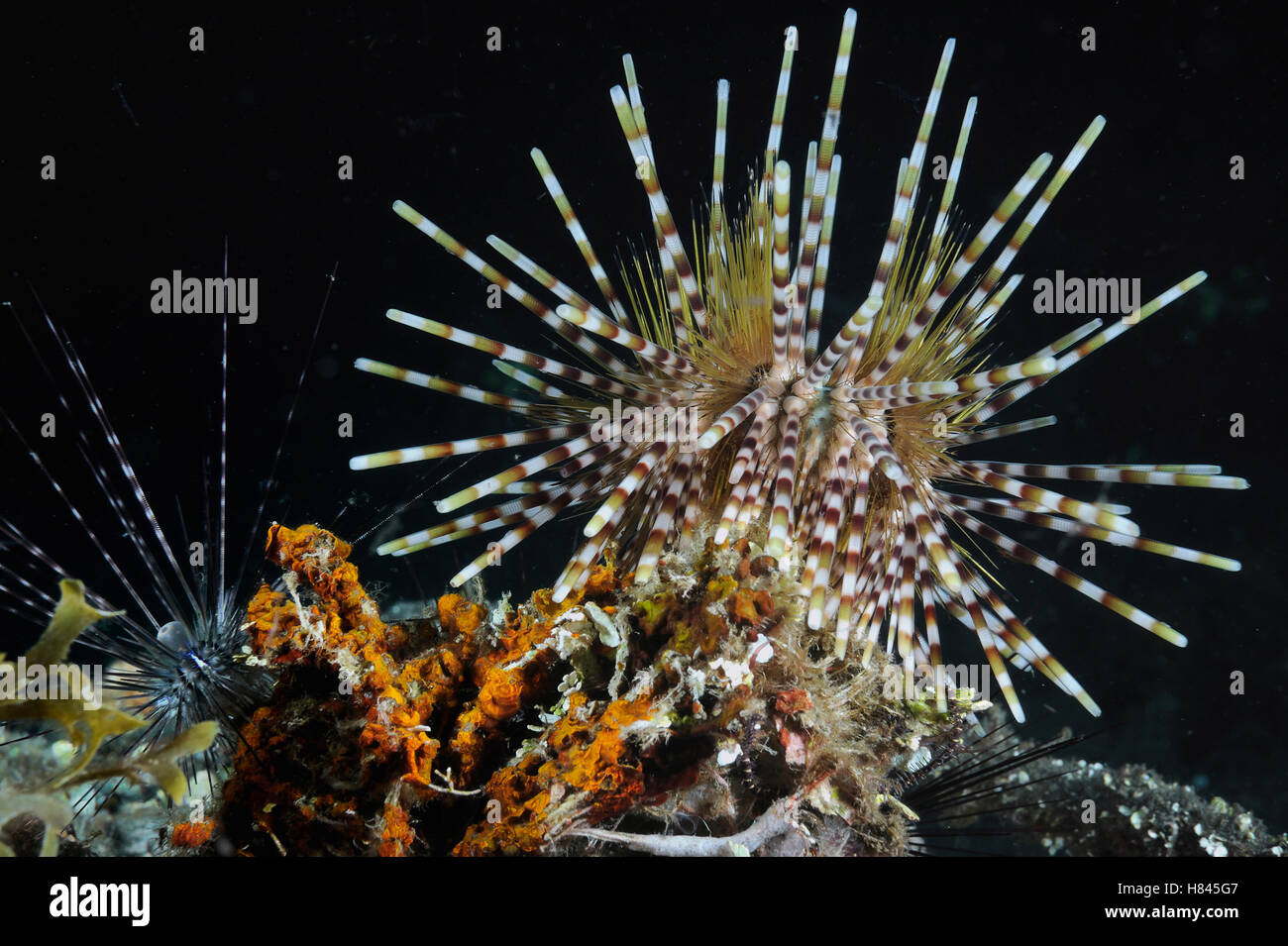 Double Spined Urchin (Echinothrix calamaris), Lembeh Strait, Indonesia ...