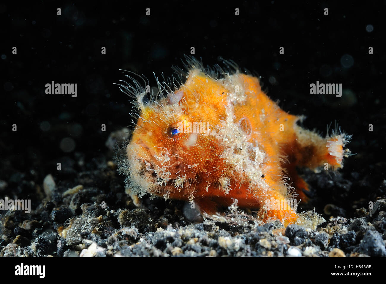 Shaggy Angler (Antennarius hispidus) on ocean floor, Lembeh Strait ...