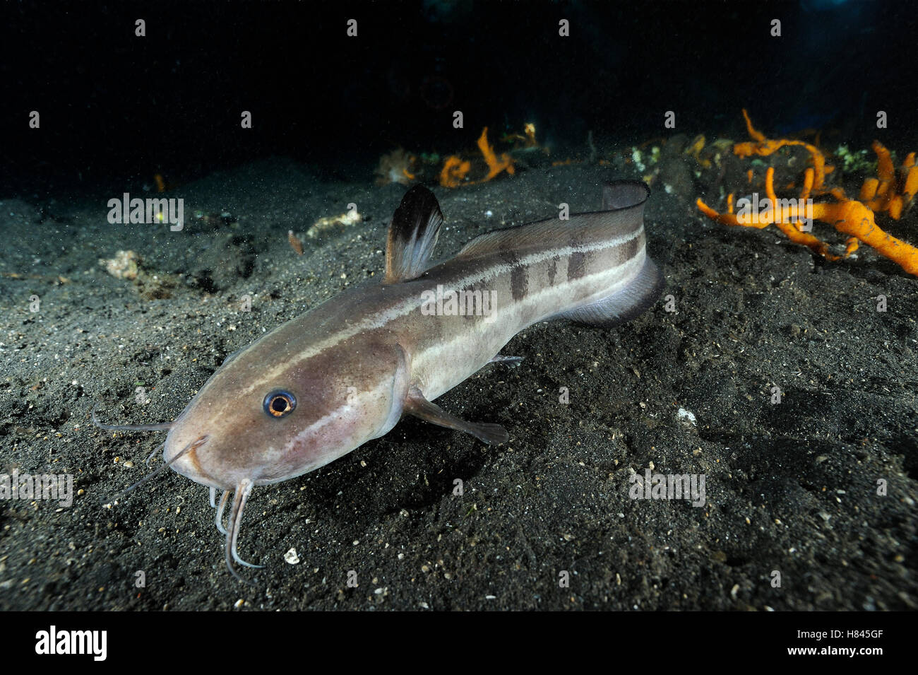 Striped Catfish (Plotosus lineatus) on ocean floor, Lembeh Strait ...